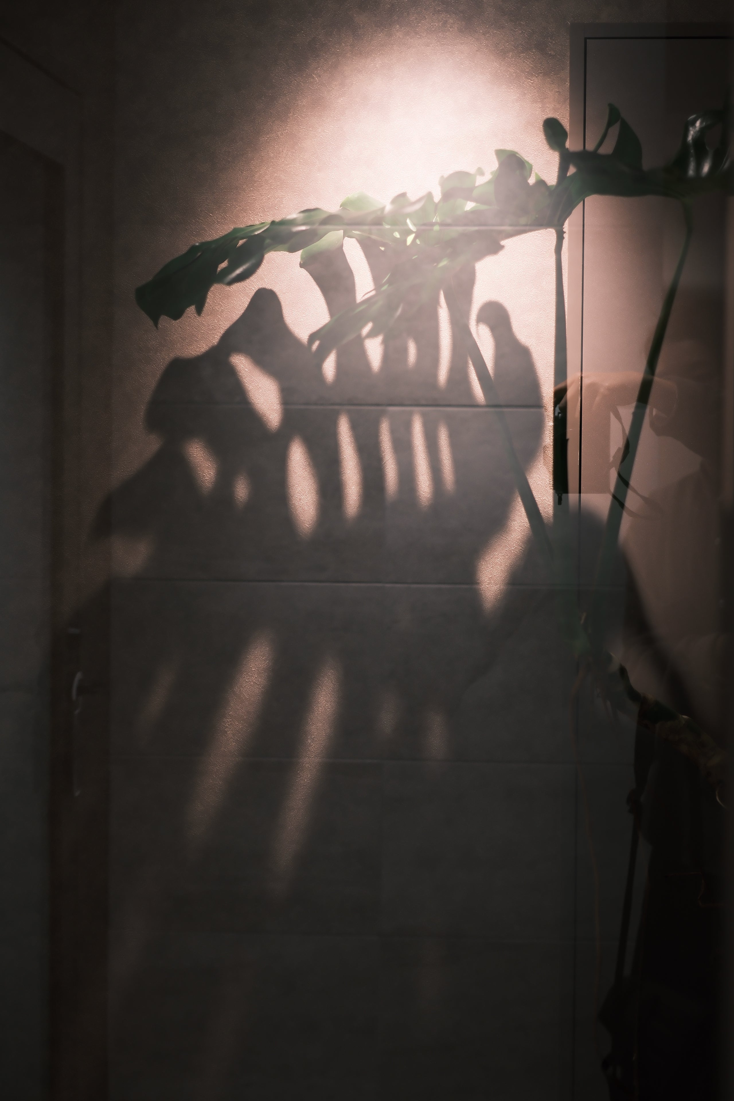 観葉植物 モンステラ – GORI STORE