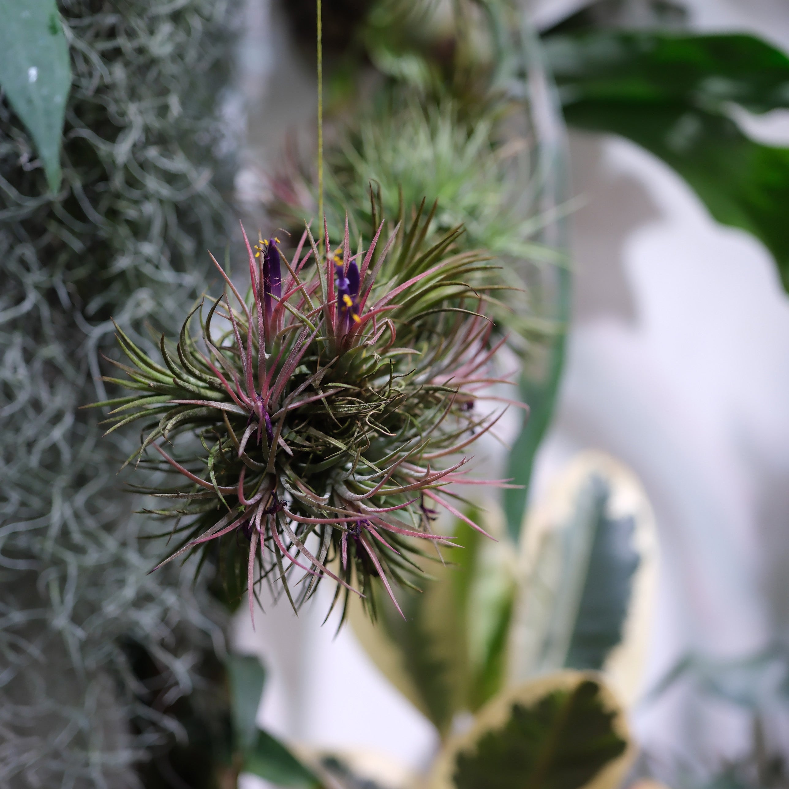 イオナンタフエゴクランプハンギング – GORI STORE