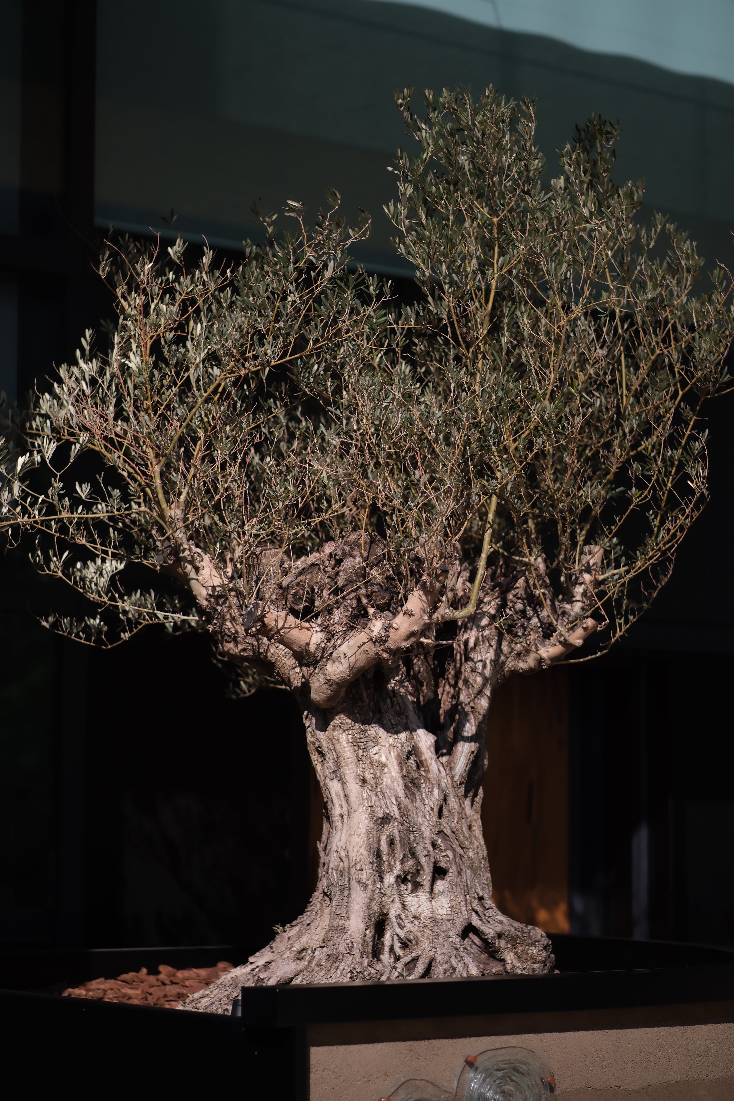 歴史 – GORI STORE