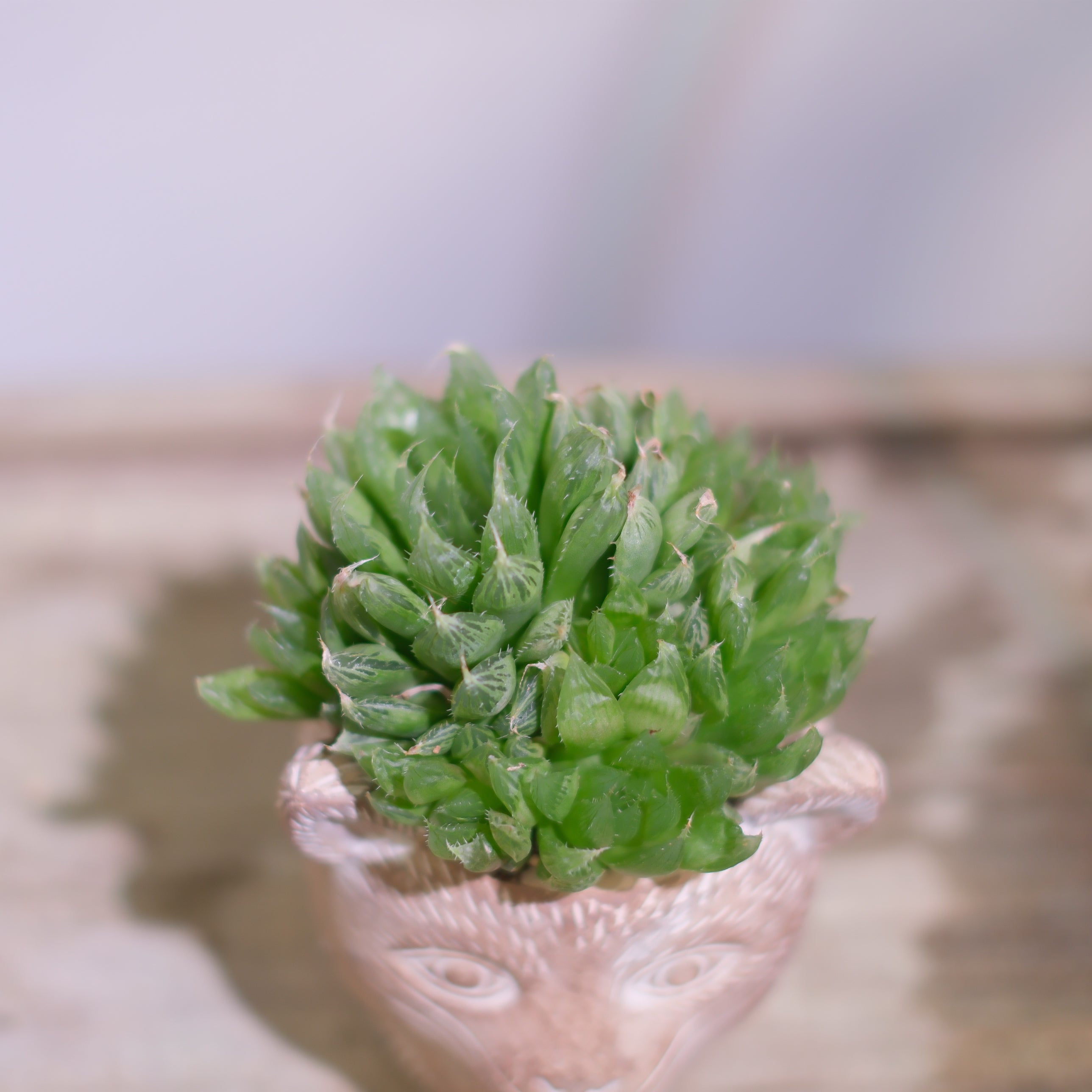 ハオルチア – GORI STORE