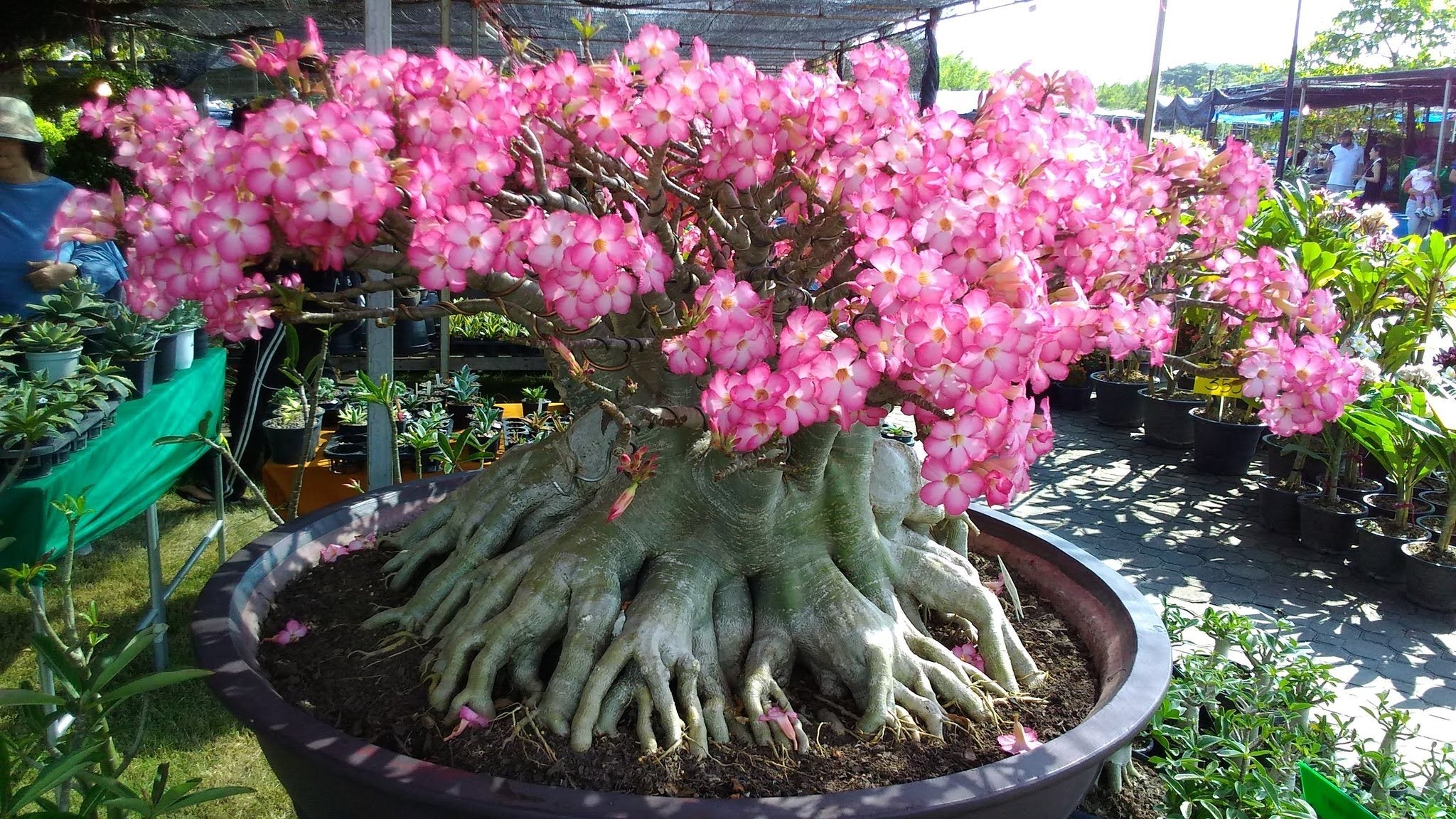 Adenium arabicum – GORI STORE