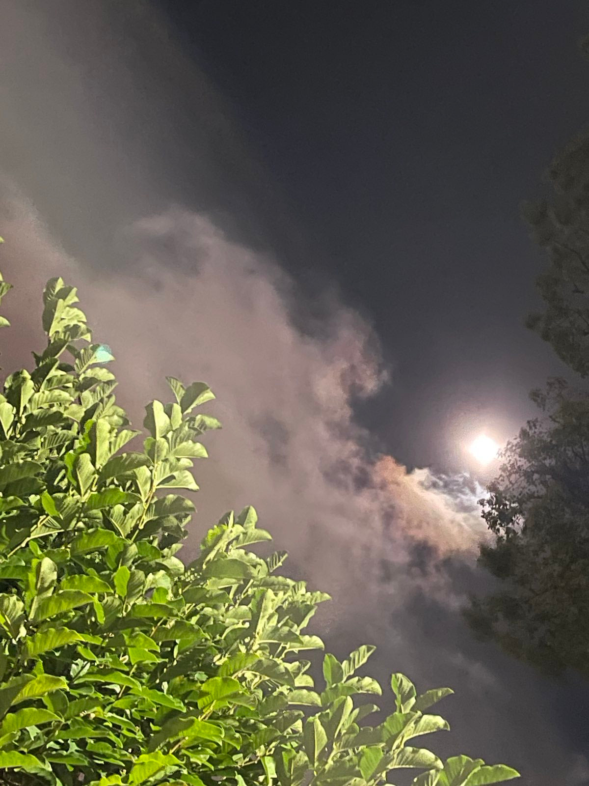 リアルありがとう！ – GORI STORE