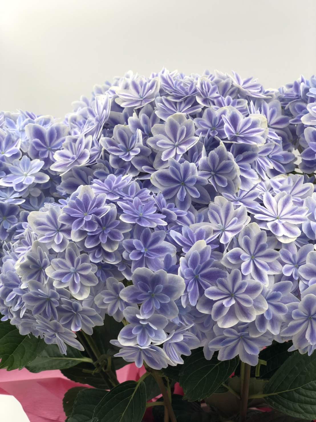 アジサイ 万華鏡 – GORI STORE