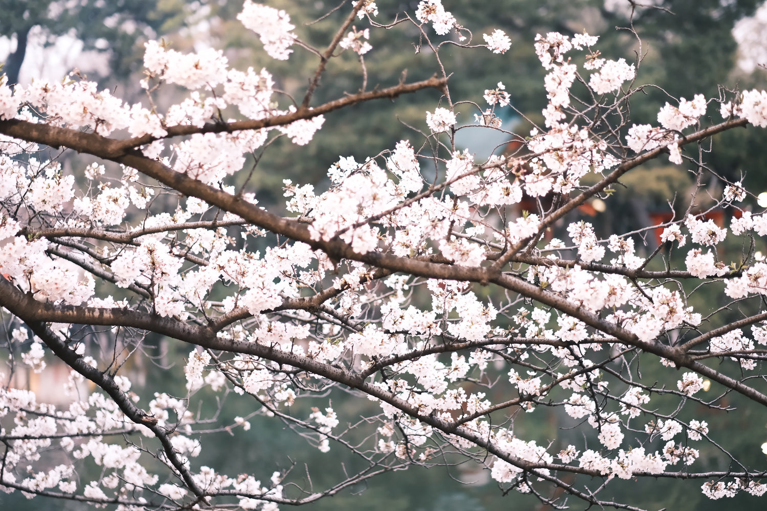 GORI日記 – Page 2 – GORI STORE