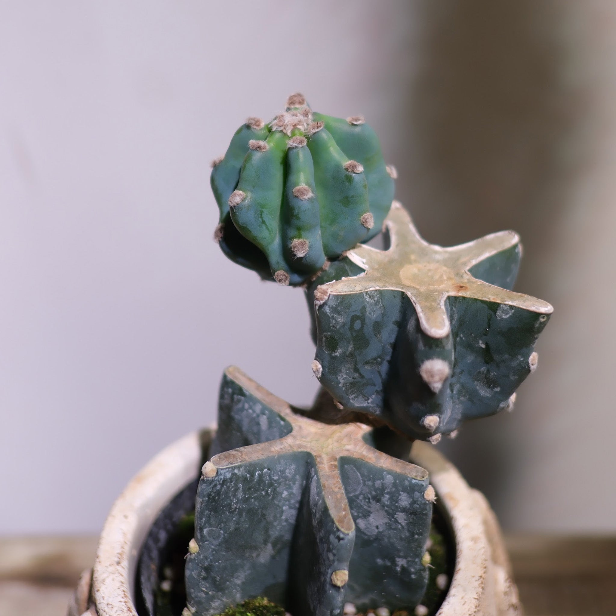 柱サボテン – GORI STORE