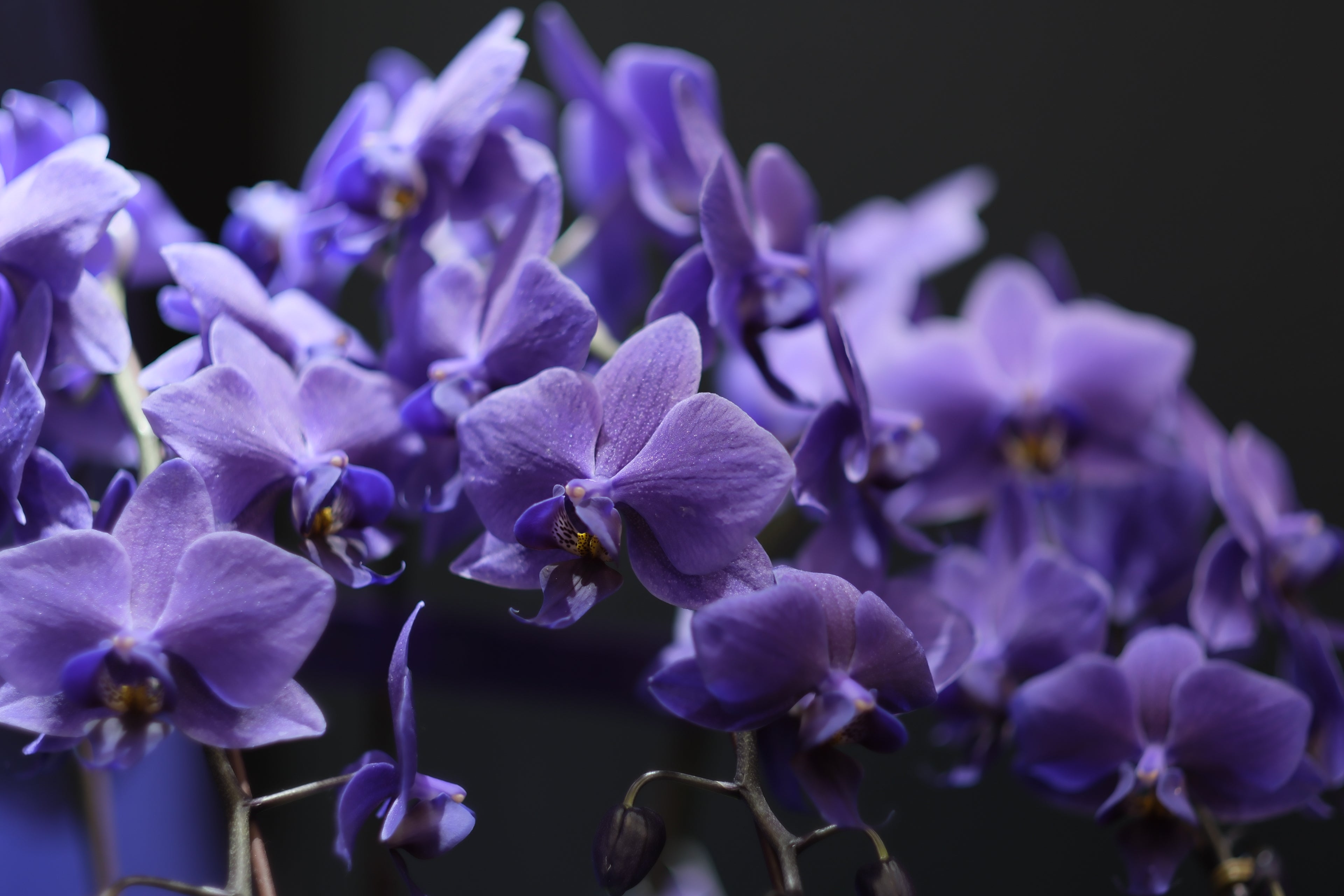 世界らん展2024 -花と緑の祭典 – GORI STORE