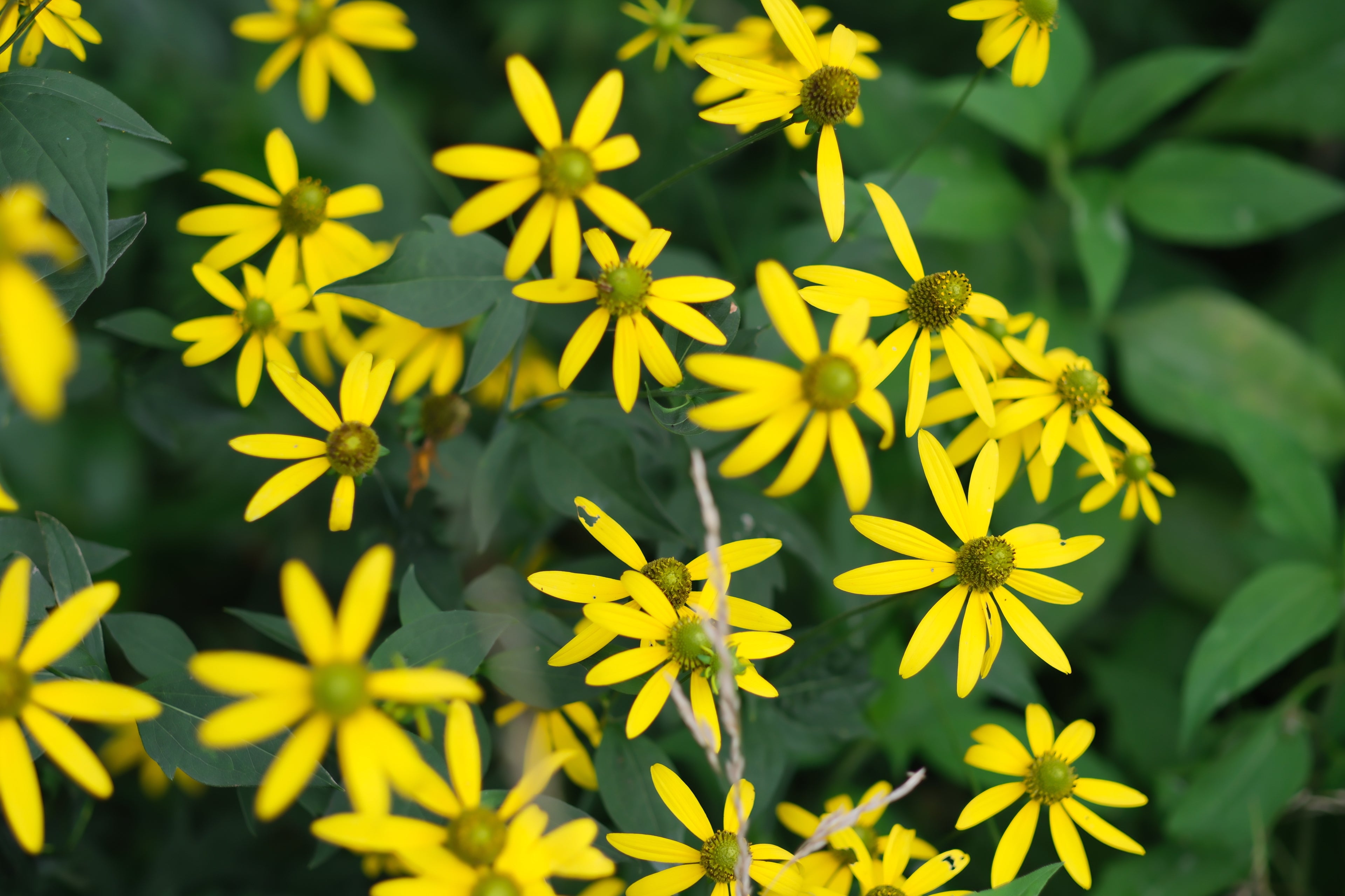 同じ日本でも – GORI STORE