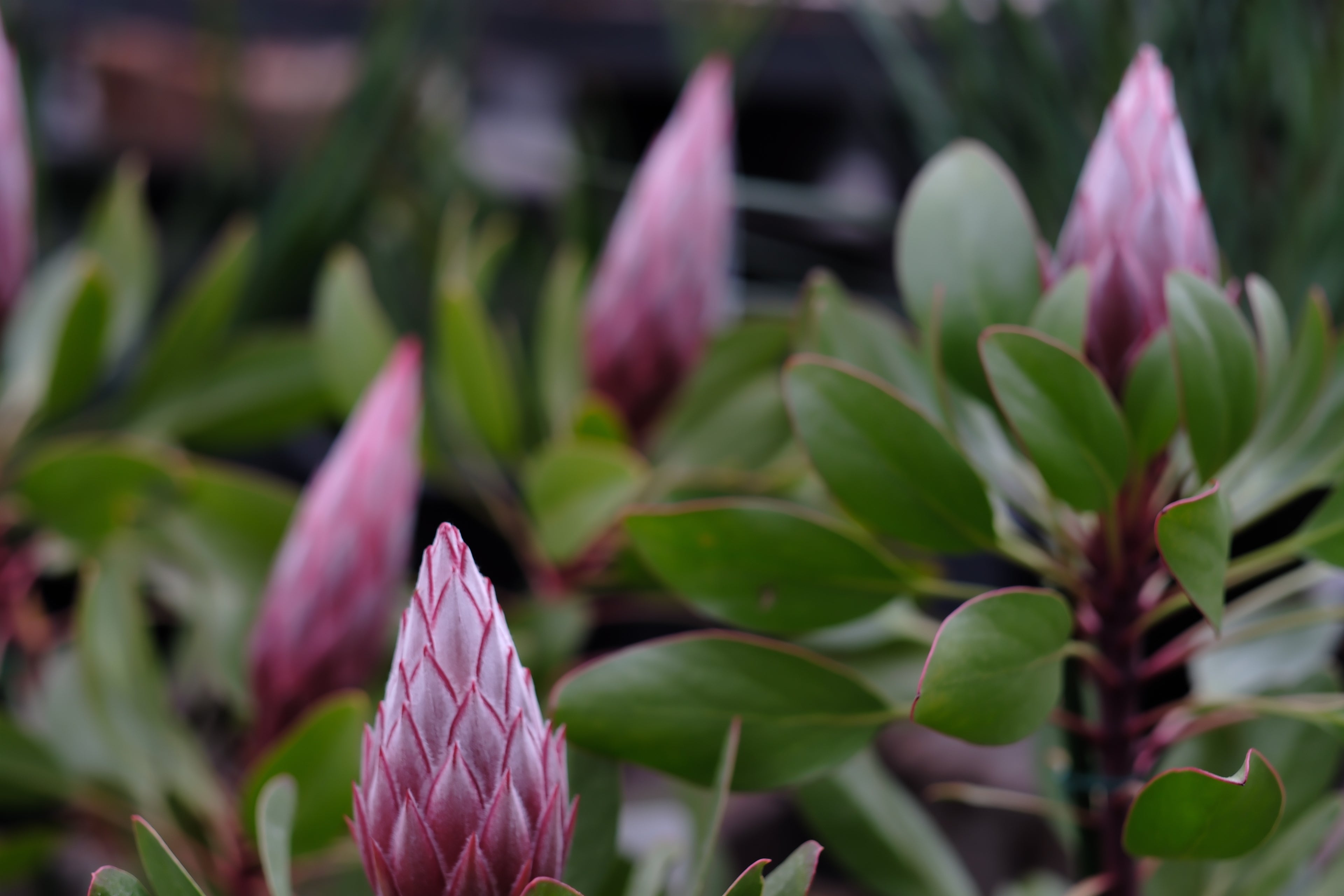 the Farm UNIVERSAL – GORI STORE