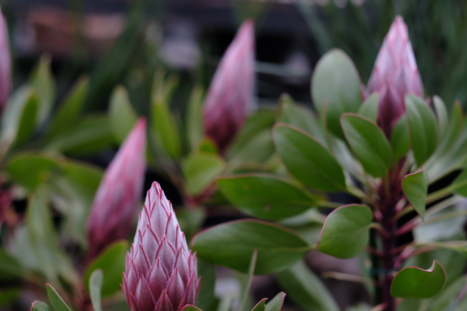 the Farm UNIVERSAL – GORI STORE