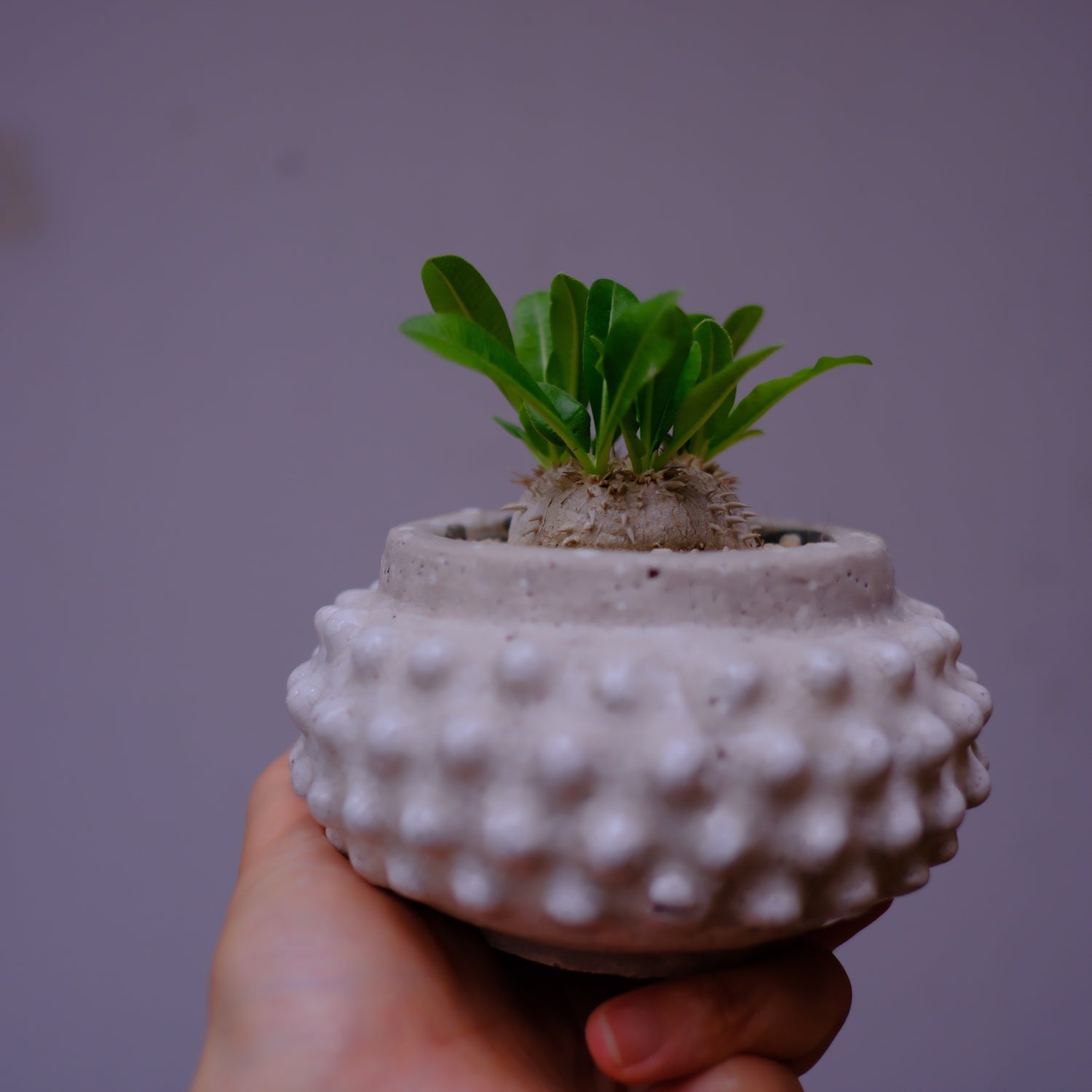 GORI日記 – Page 2 – GORI STORE