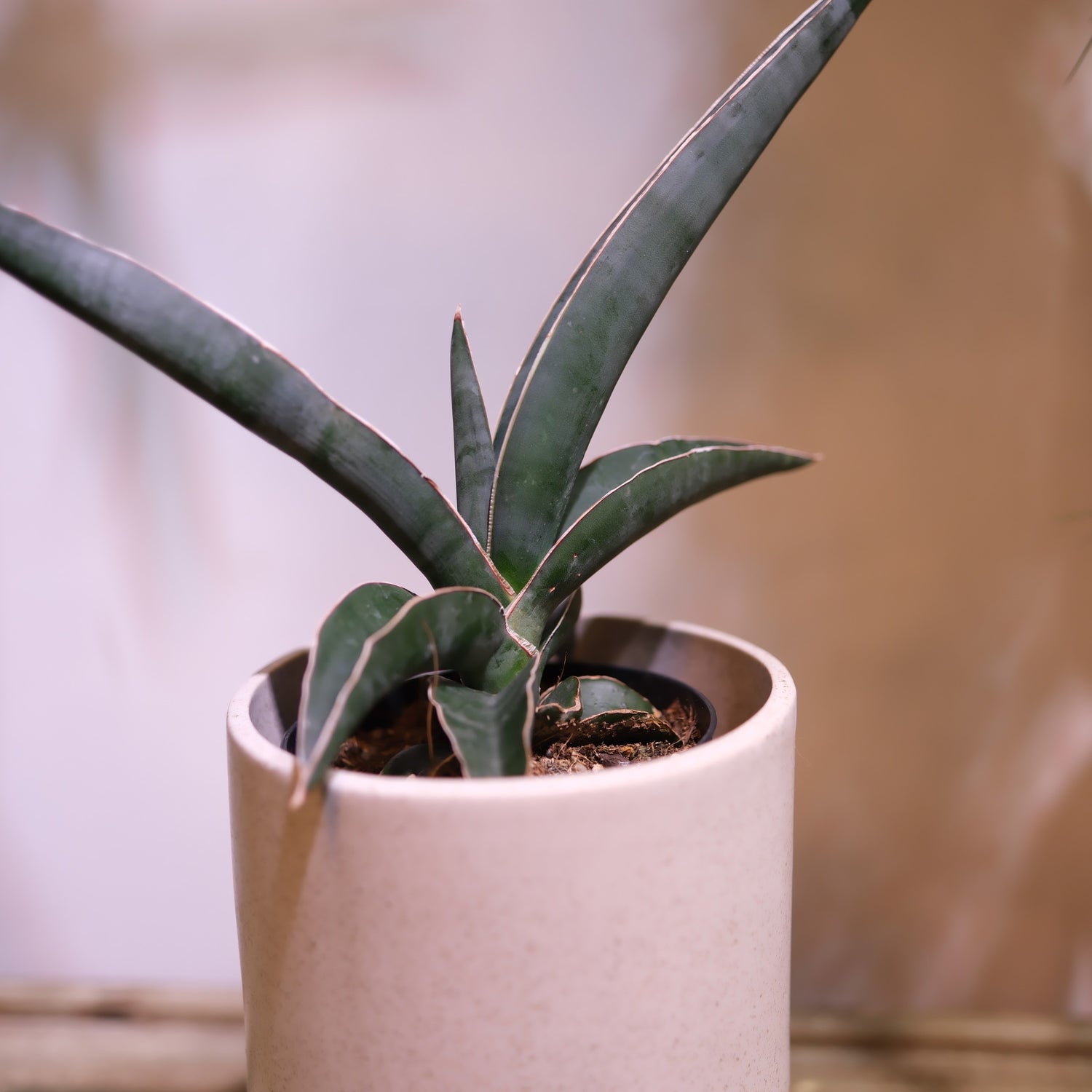 ロブスターブルー サンスベリア – GORI STORE