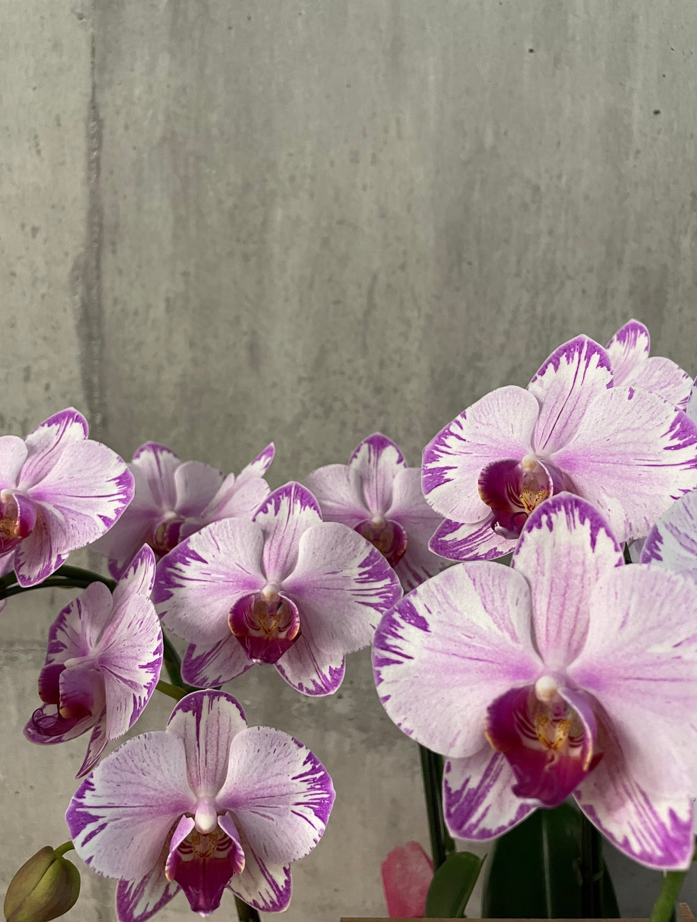 GORI日記 – GORI STORE