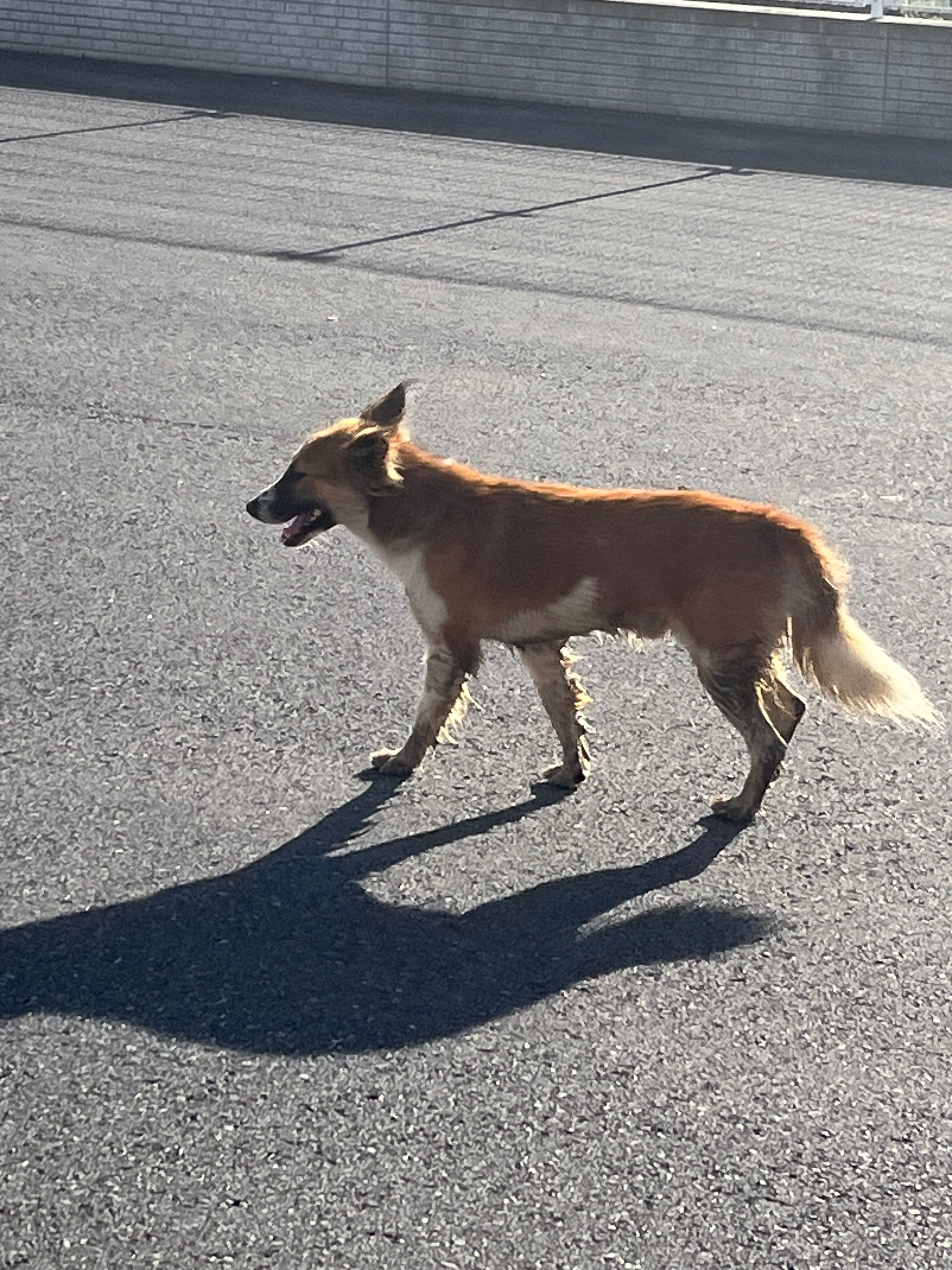 野良犬 – GORI STORE