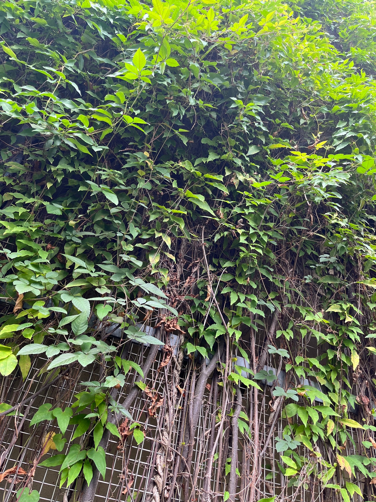 出会い – GORI STORE