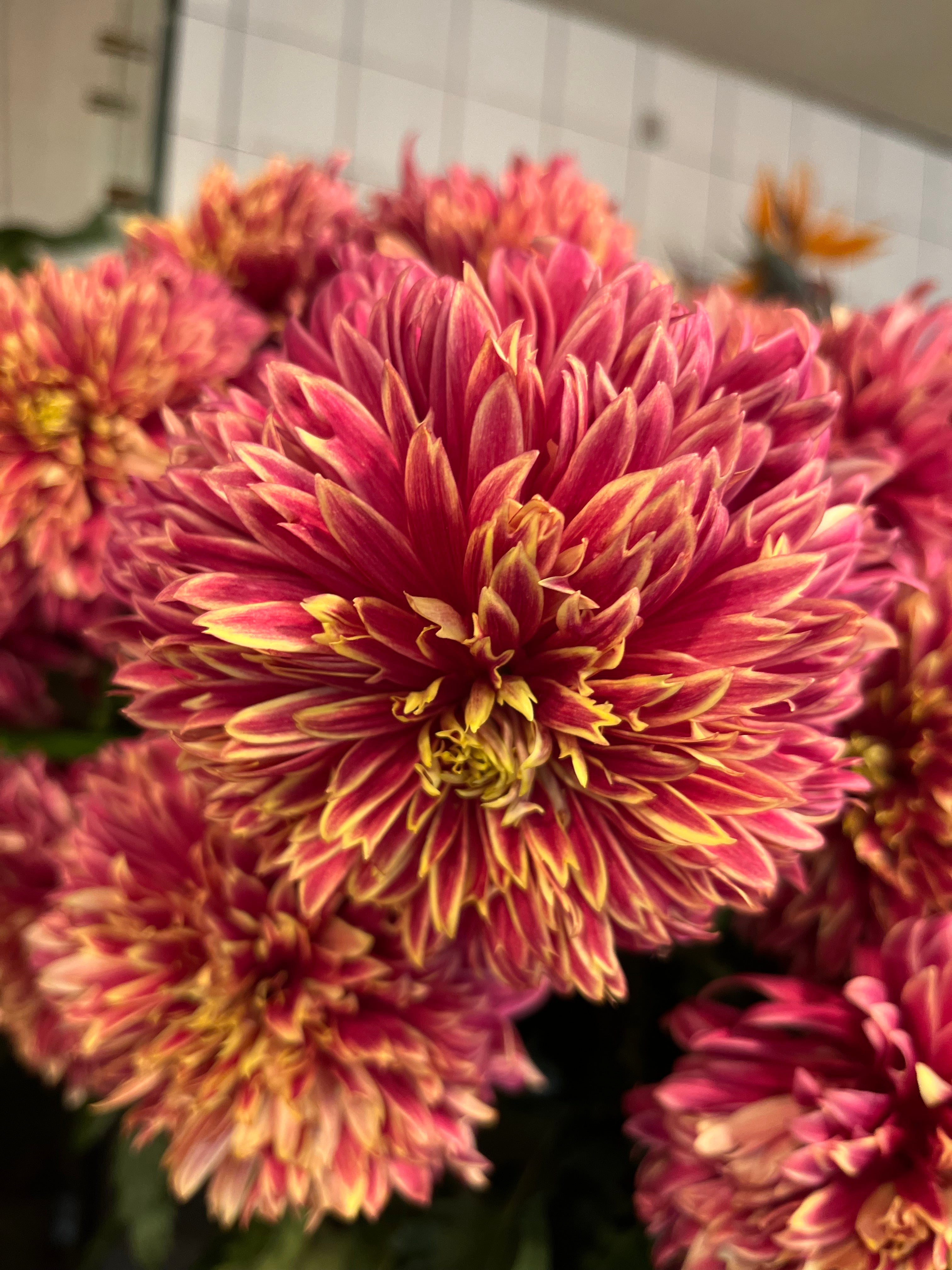 マム、菊 – GORI STORE