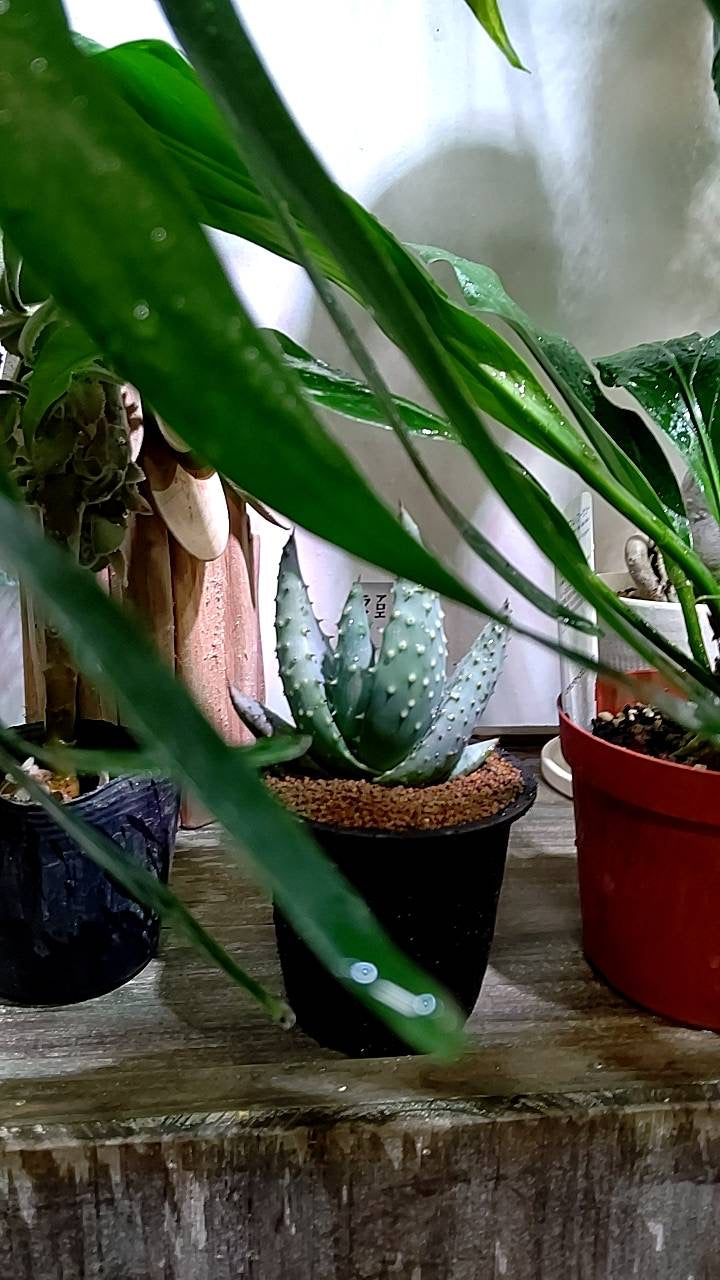 寒い、暑い – GORI STORE