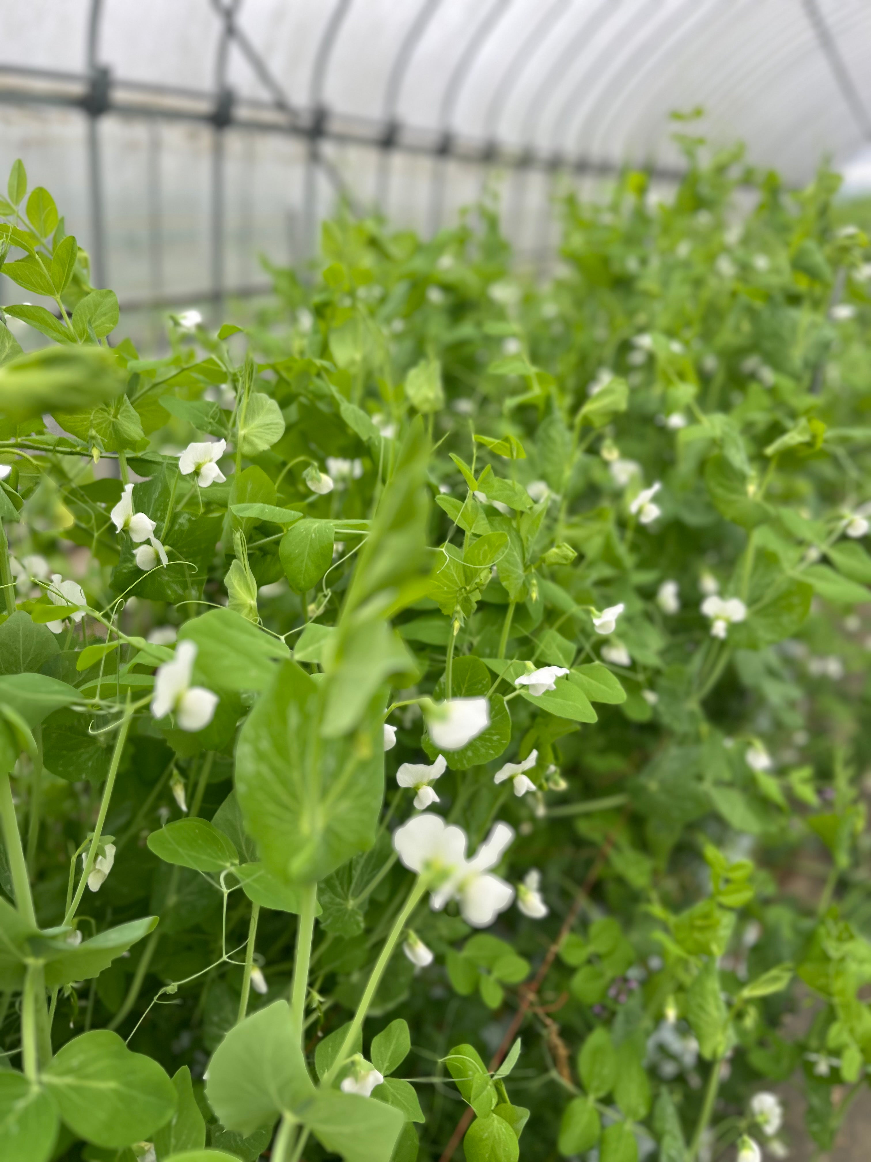 チームプレイ – GORI STORE