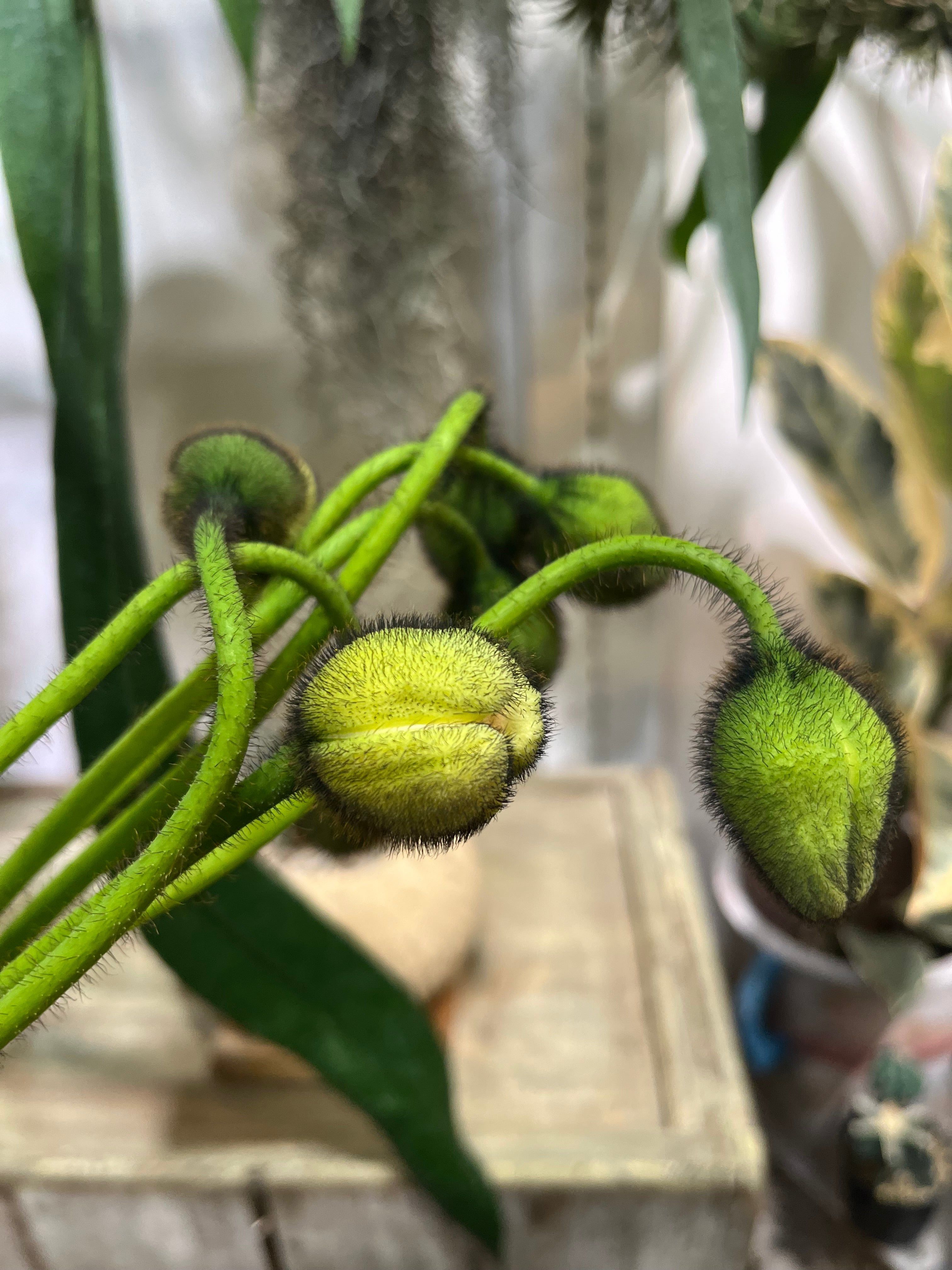 ポピー – GORI STORE